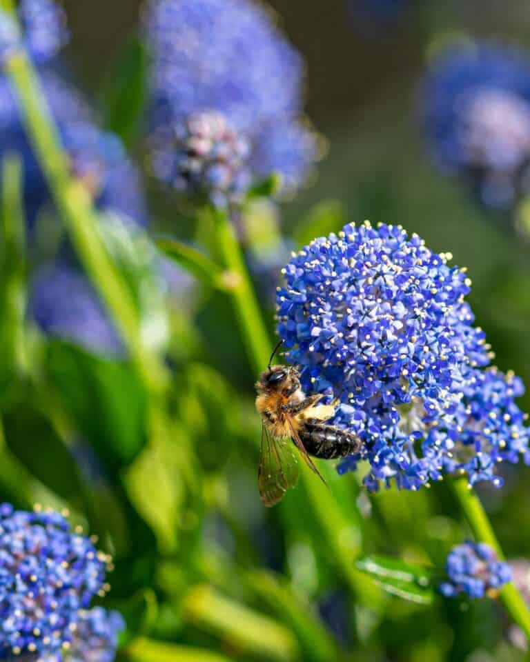 12 Stunning Blue Flowering Trees for Your Garden