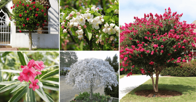 40 Small Flowering Trees That Will Bring Your Yard to Life