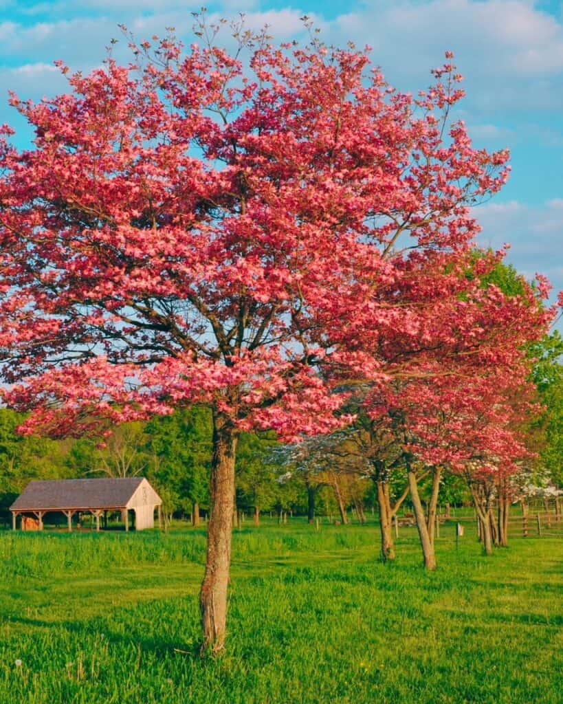 11 Best Eye-Catching Shrubs, Bushes & Small Trees for the Front of Your ...