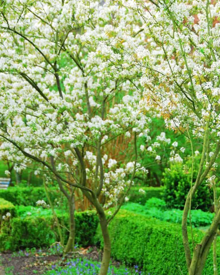 13 Small Trees With Non-Invasive Roots for Courtyards & Backyards