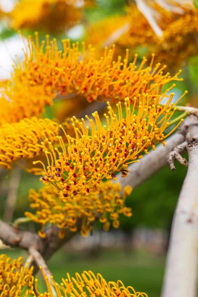 21 Must-Have Spectacular Orange Flowering Trees That Impress