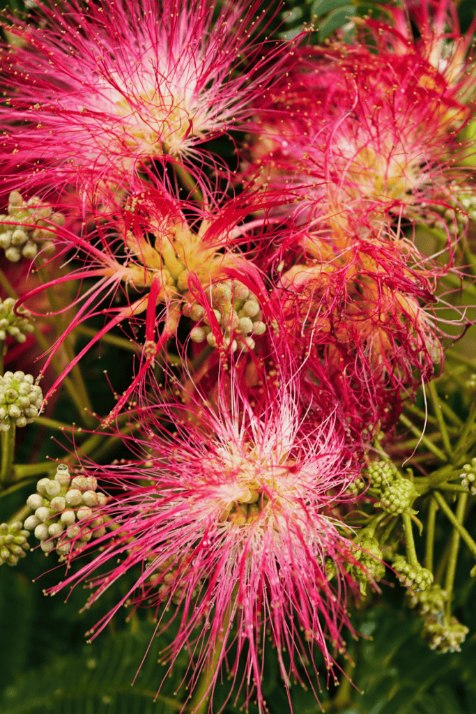29 Stunning Pink Flowering Trees to Transform Your Garden