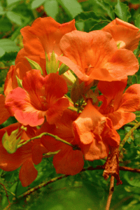 40 Small Flowering Trees That Will Bring Your Yard to Life