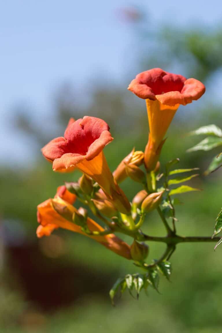 21 Must-Have Spectacular Orange Flowering Trees That Impress