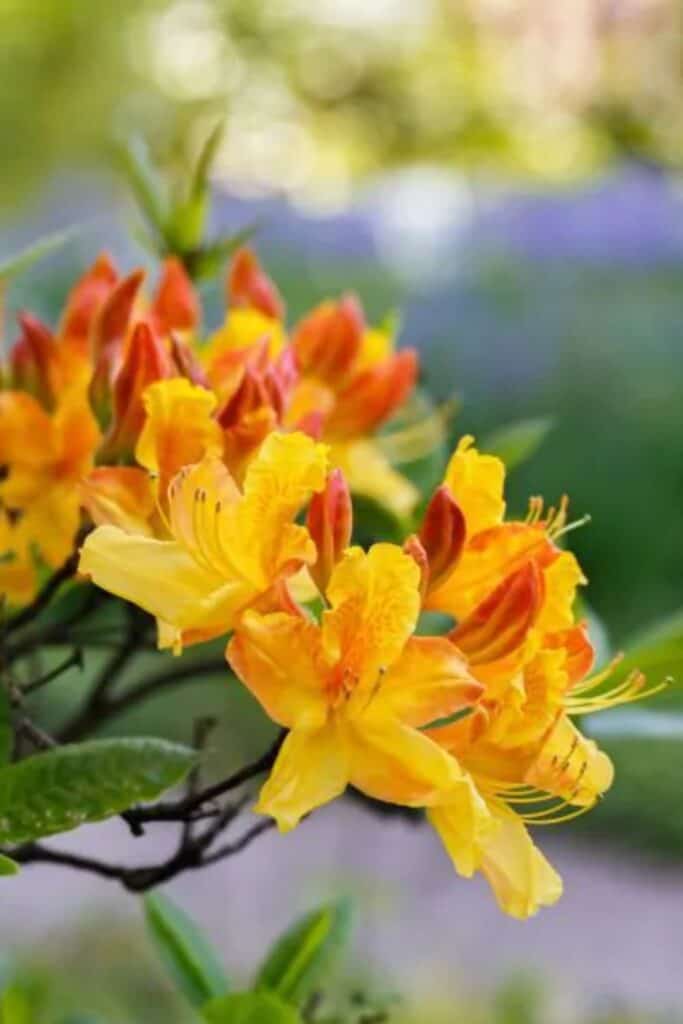 21 Must-Have Spectacular Orange Flowering Trees That Impress