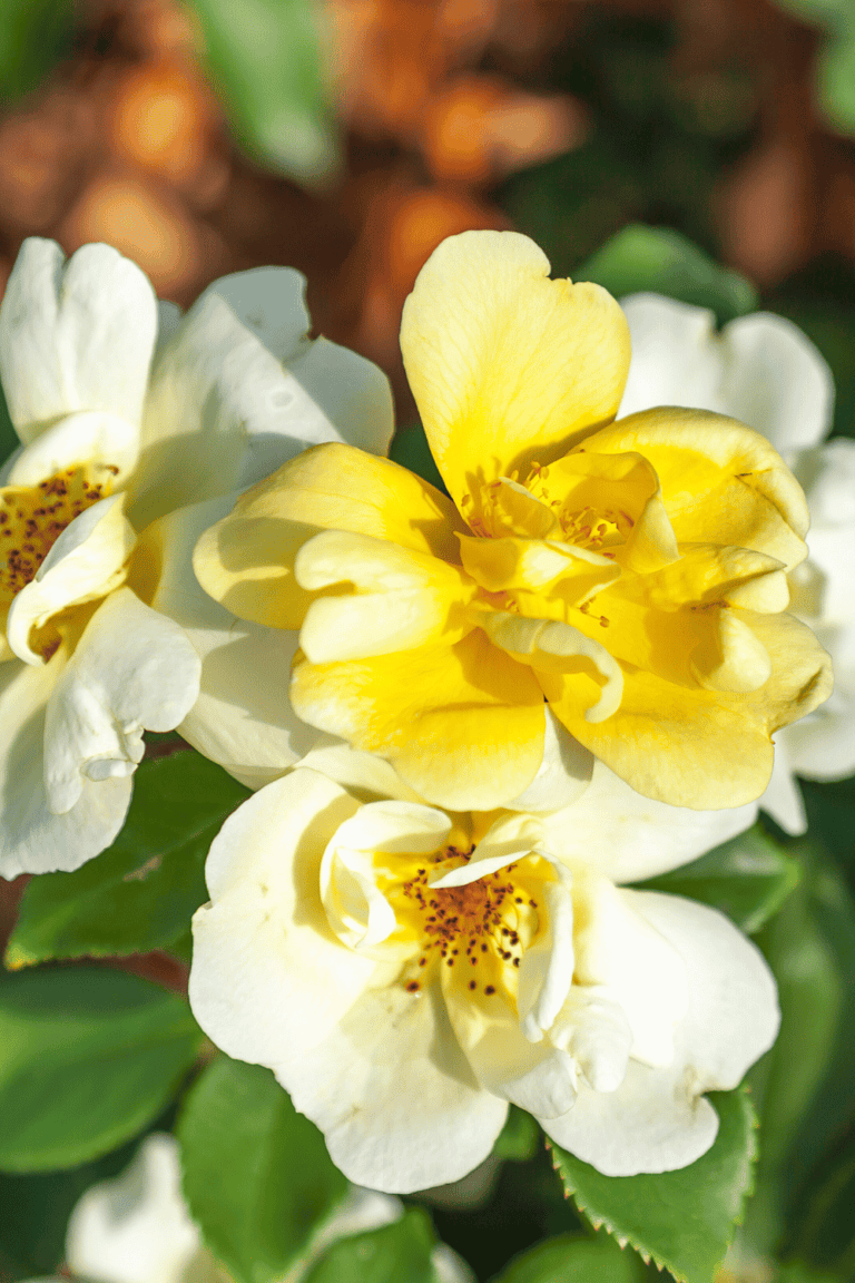 16 Stunning Yellow Flowering Trees to Brighten Up Your Garden