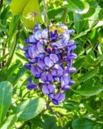 12 Stunning Blue Flowering Trees for Your Garden