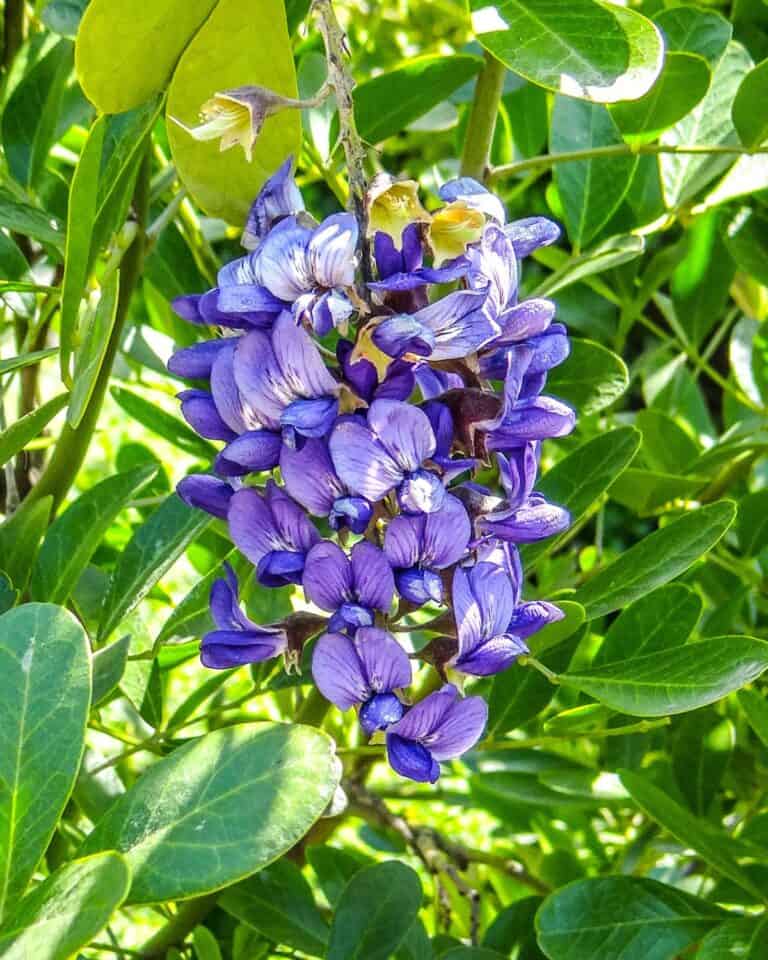 12 Stunning Blue Flowering Trees for Your Garden