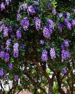 12 Stunning Blue Flowering Trees for Your Garden