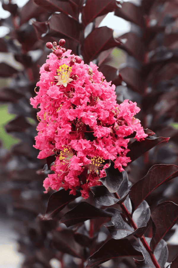 29 Stunning Pink Flowering Trees to Transform Your Garden