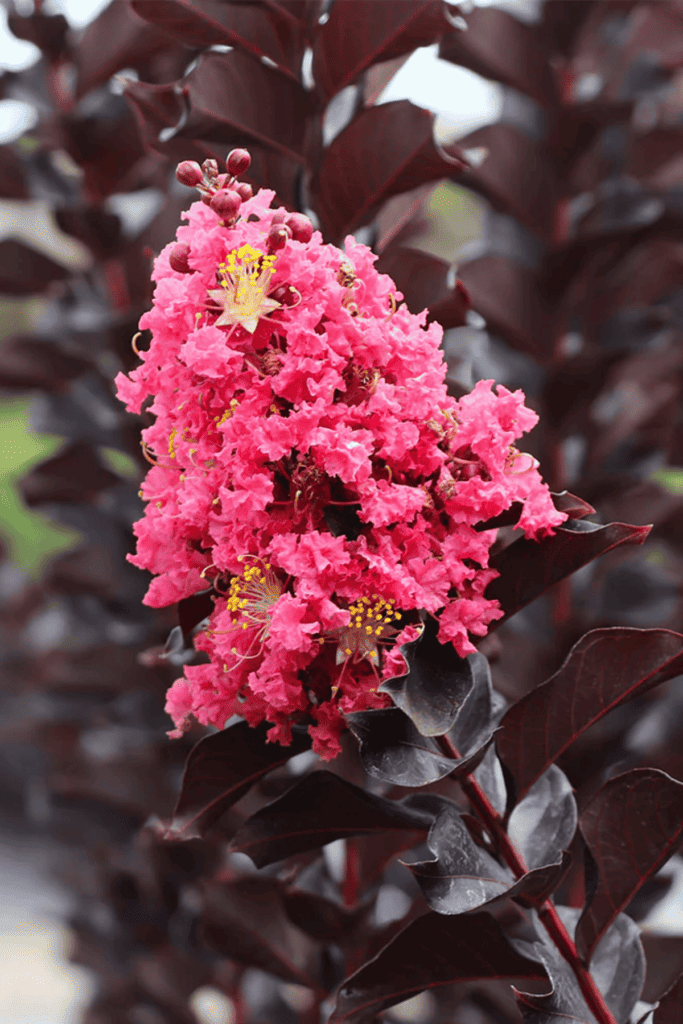 29 Stunning Pink Flowering Trees to Transform Your Garden