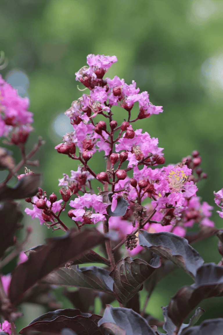 29 Enchanting Purple Flowering Trees to Brighten Your Landscape