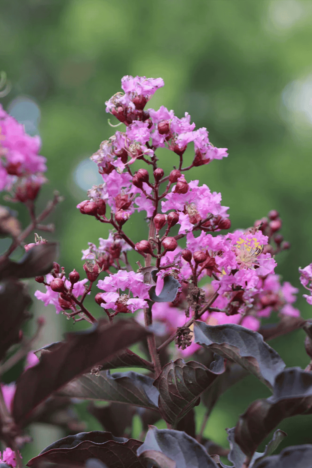 29 Enchanting Purple Flowering Trees to Brighten Your Landscape