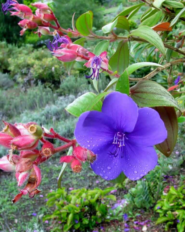 12 Stunning Blue Flowering Trees for Your Garden