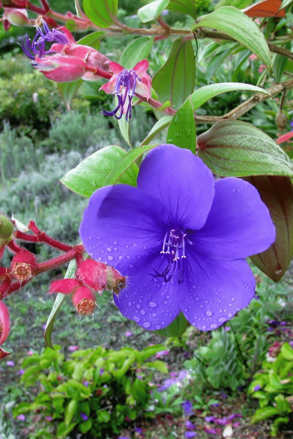 12 Stunning Blue Flowering Trees for Your Garden