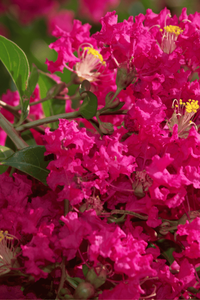 29 Stunning Pink Flowering Trees to Transform Your Garden