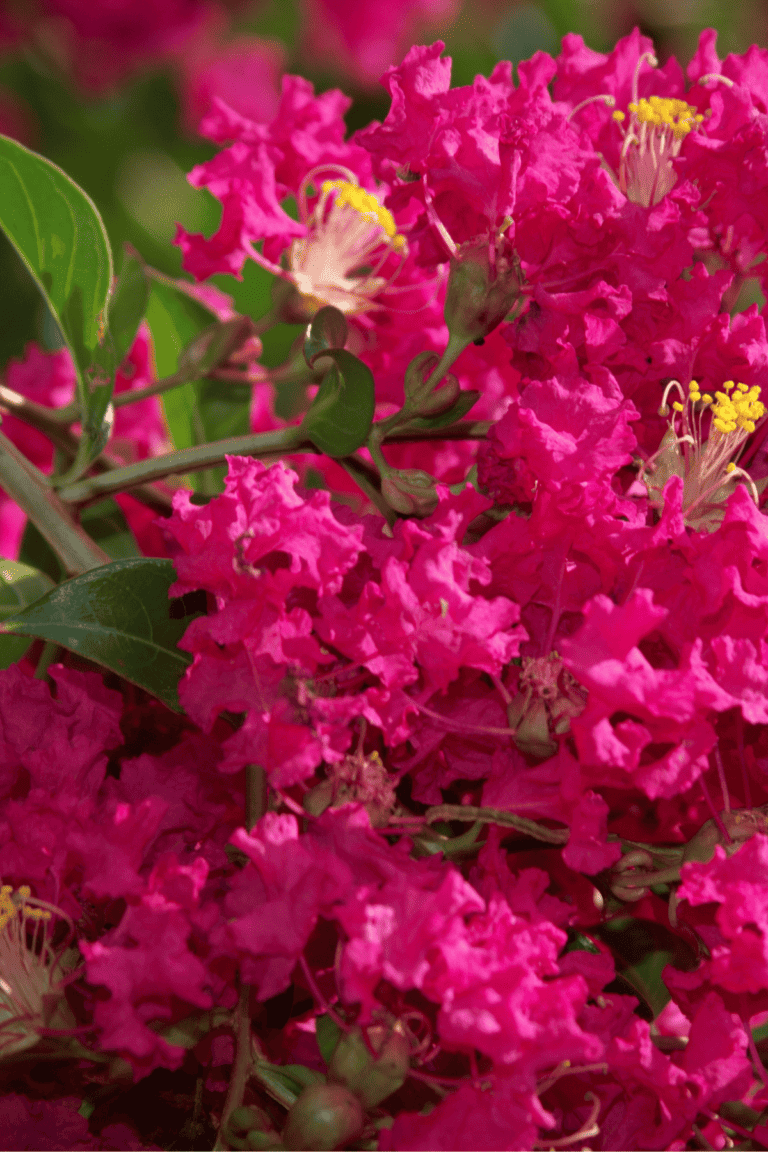 29 Stunning Pink Flowering Trees to Transform Your Garden