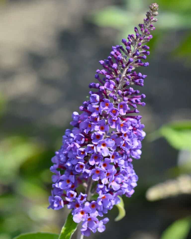12 Stunning Blue Flowering Trees for Your Garden