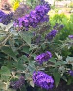 12 Stunning Blue Flowering Trees for Your Garden