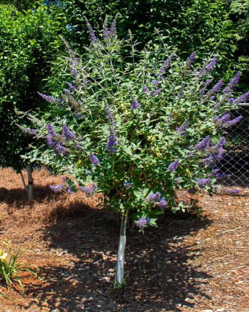 12 Stunning Blue Flowering Trees for Your Garden