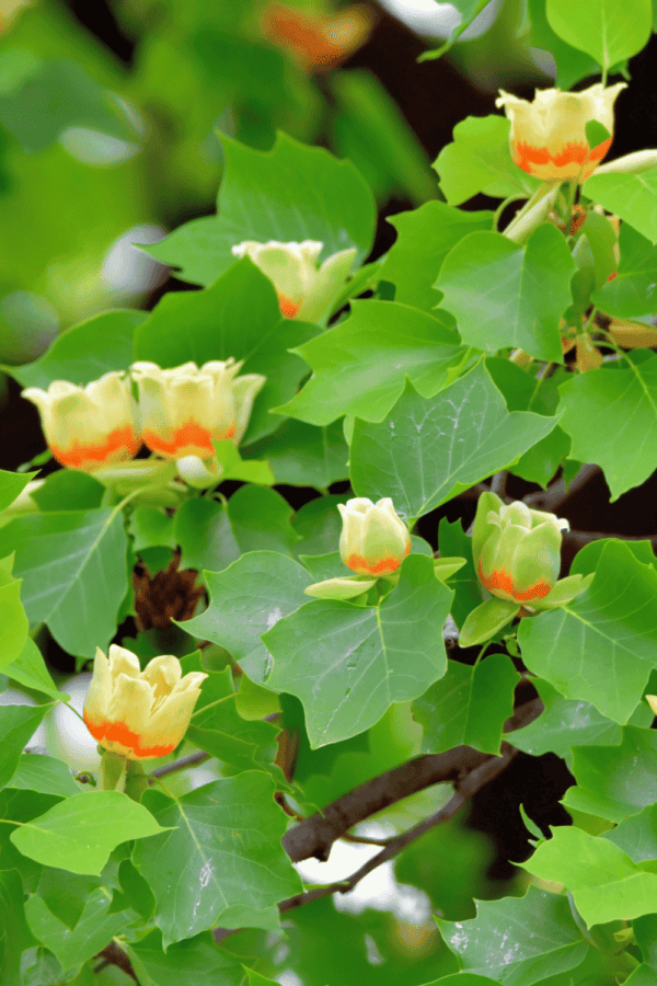 16 Stunning Yellow Flowering Trees to Brighten Up Your Garden