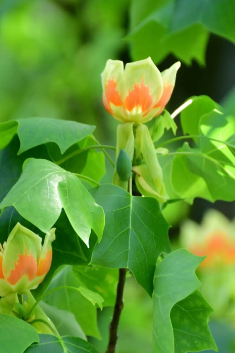 12 Best Flowering Trees In Alabama (Stunning)