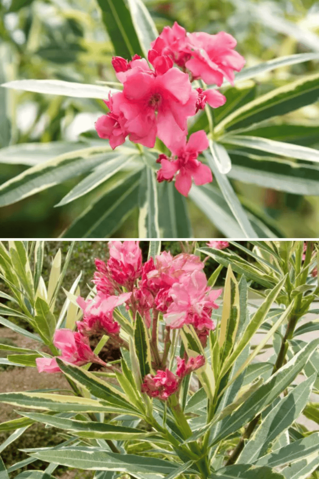 40 Small Flowering Trees That Will Bring Your Yard to Life