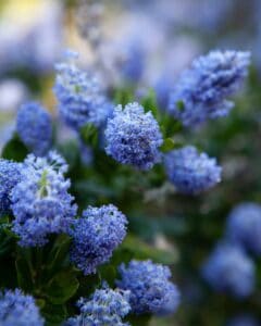 12 Stunning Blue Flowering Trees for Your Garden