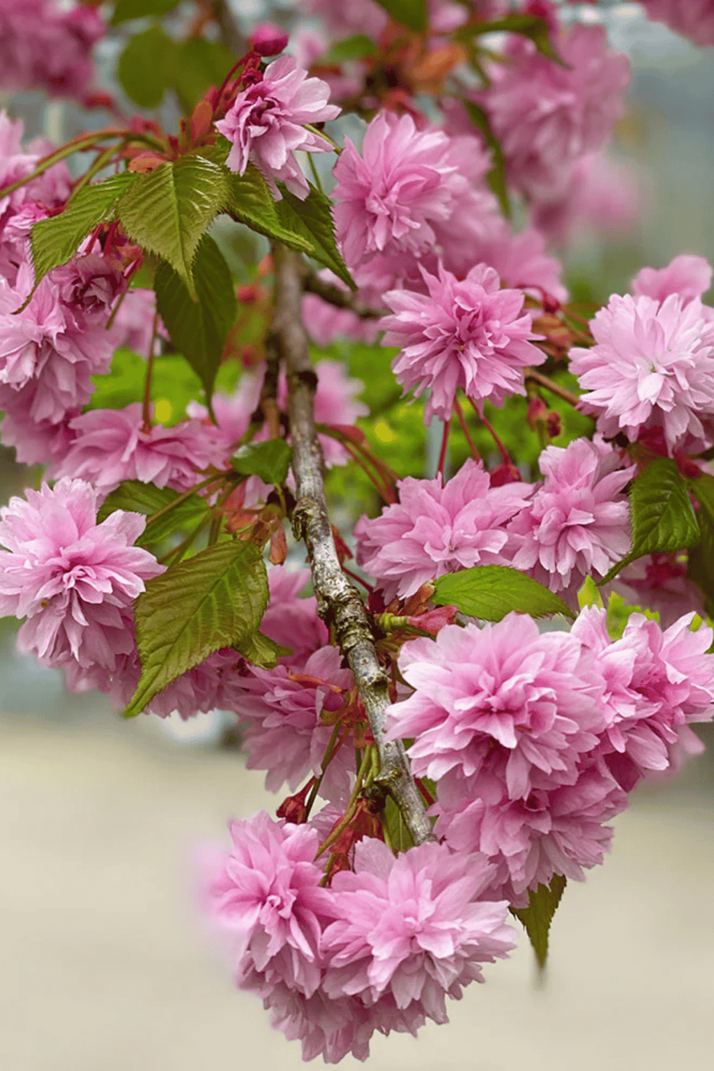 29 Stunning Pink Flowering Trees to Transform Your Garden