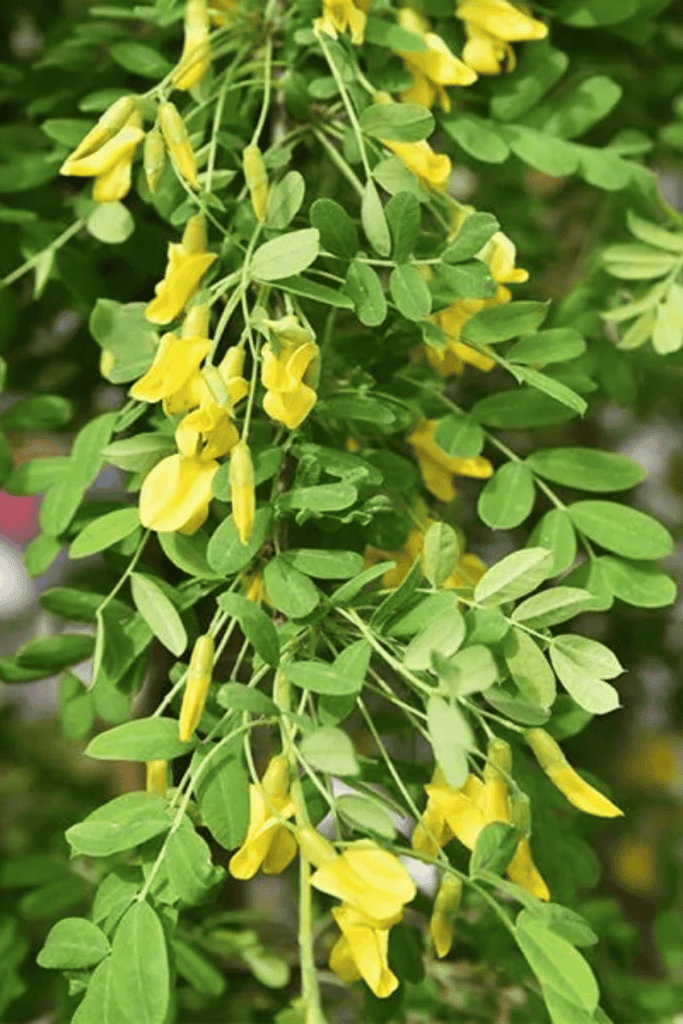 40 Small Flowering Trees That Will Bring Your Yard to Life