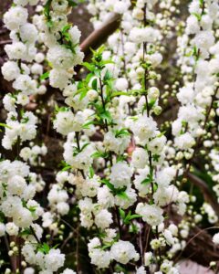 40 Small Flowering Trees That Will Bring Your Yard to Life