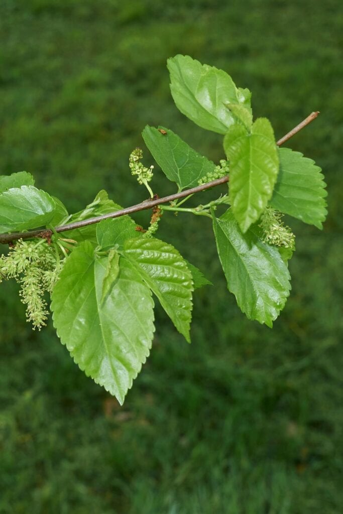 19 Fastest Growing Trees with Growth Rates up to 32 Ft Per Year!