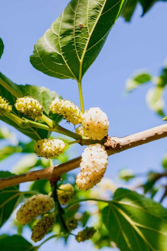 19 Fastest Growing Trees with Growth Rates up to 32 Ft Per Year!