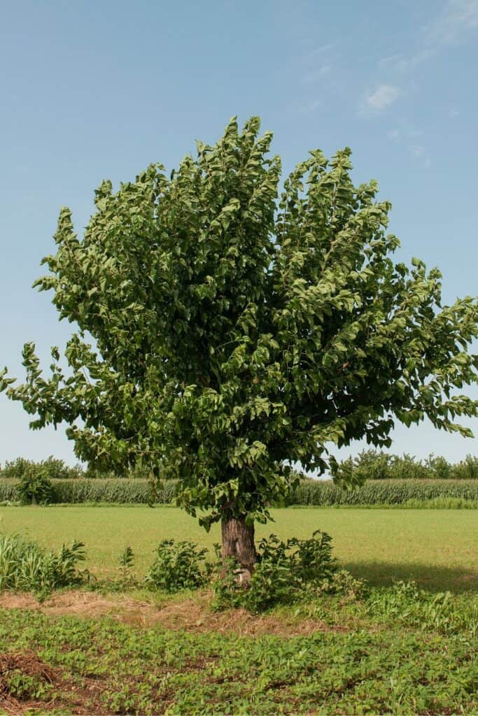 19 Fastest Growing Trees with Growth Rates up to 32 Ft Per Year!