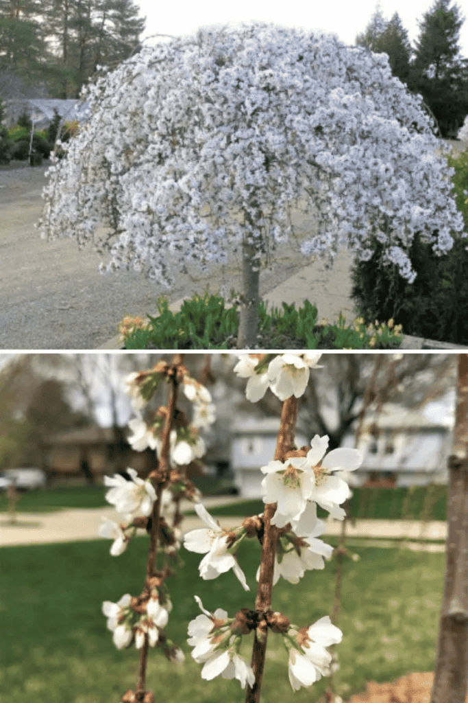 40 Small Flowering Trees That Will Bring Your Yard to Life