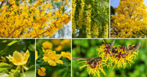 12 Flowering Trees in Kansas (White, Yellow, Purple & Pink)