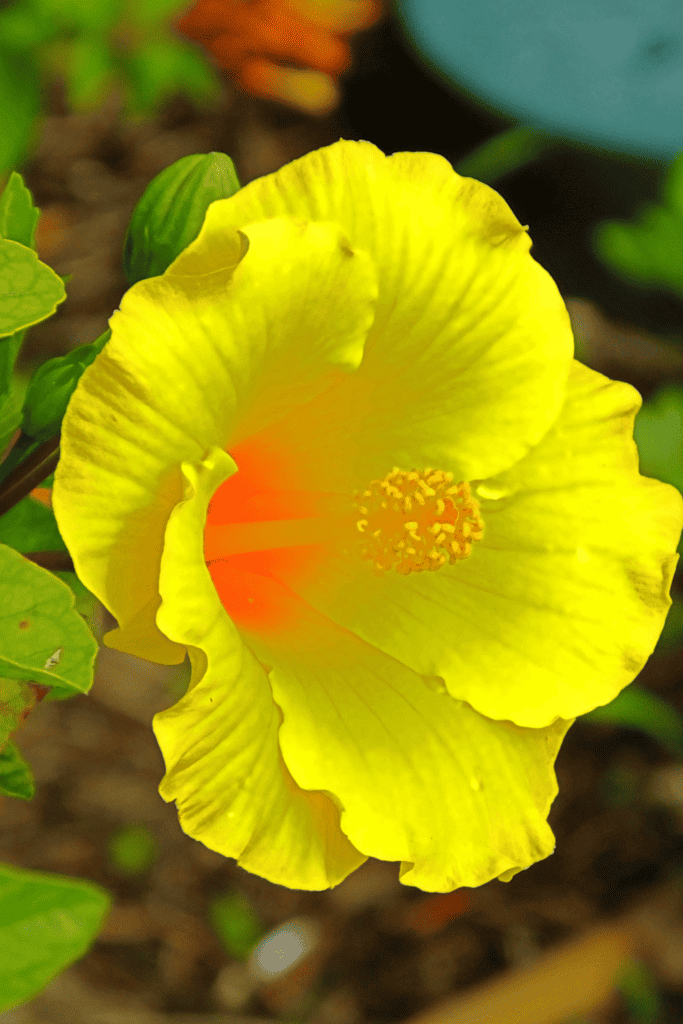 16 Stunning Yellow Flowering Trees to Brighten Up Your Garden
