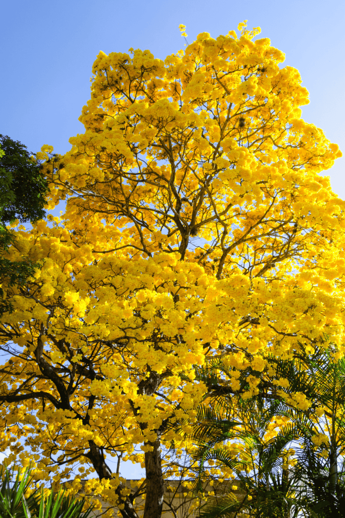 16 Stunning Yellow Flowering Trees to Brighten Up Your Garden