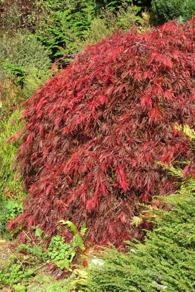 Beautify Your Garden with the Perfect Weeping Japanese Maple