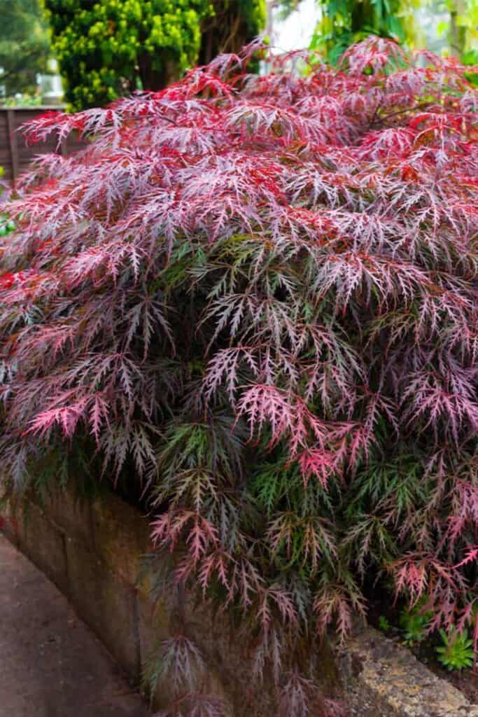 Beautify Your Garden with the Perfect Weeping Japanese Maple