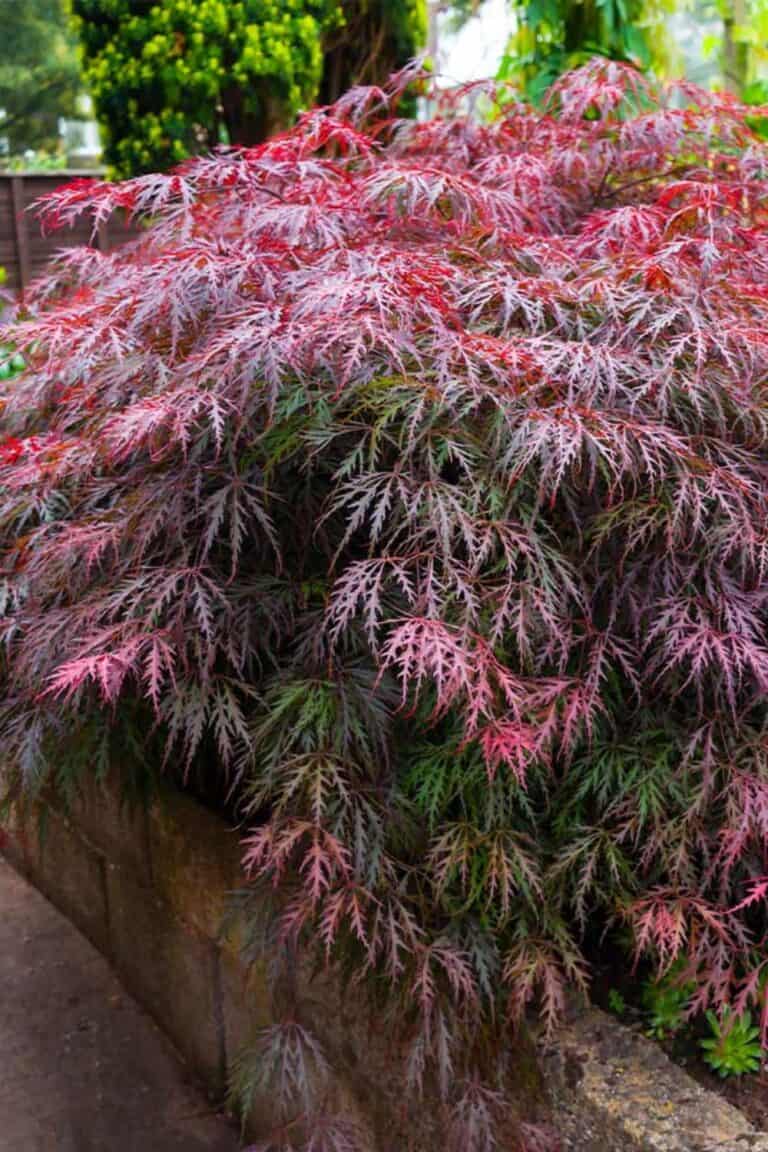 Beautify Your Garden with the Perfect Weeping Japanese Maple