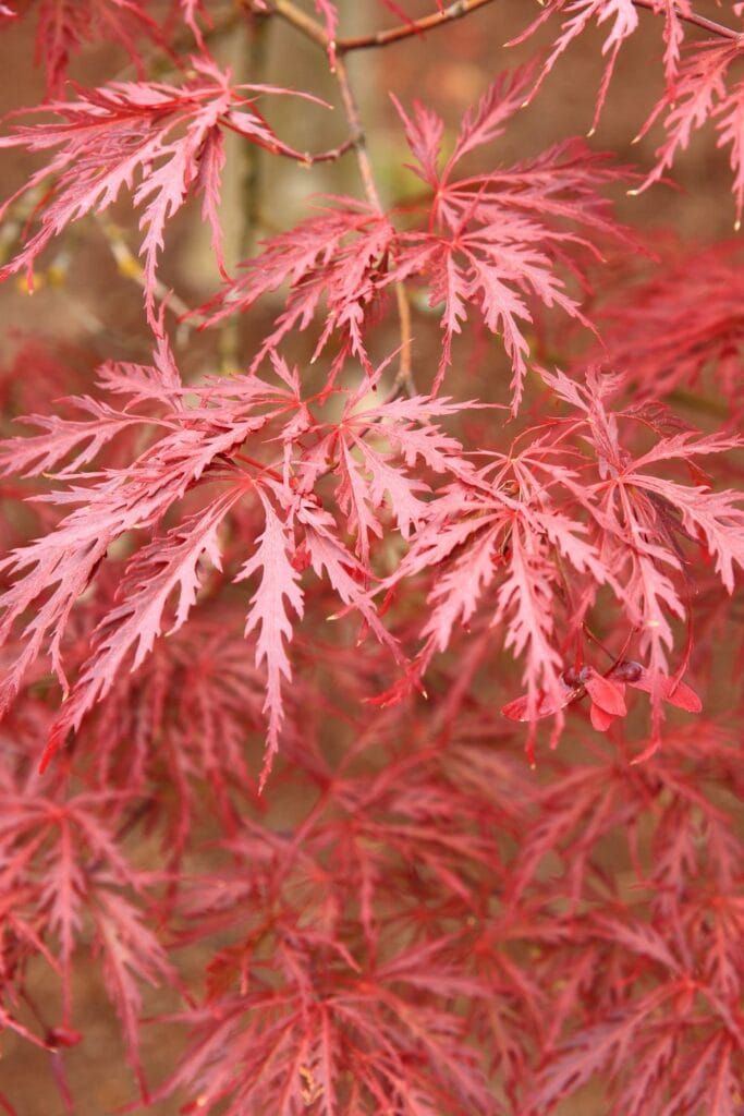 Beautify Your Garden with the Perfect Weeping Japanese Maple