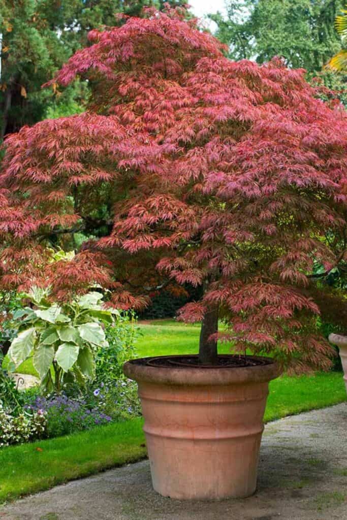 Beautify Your Garden with the Perfect Weeping Japanese Maple
