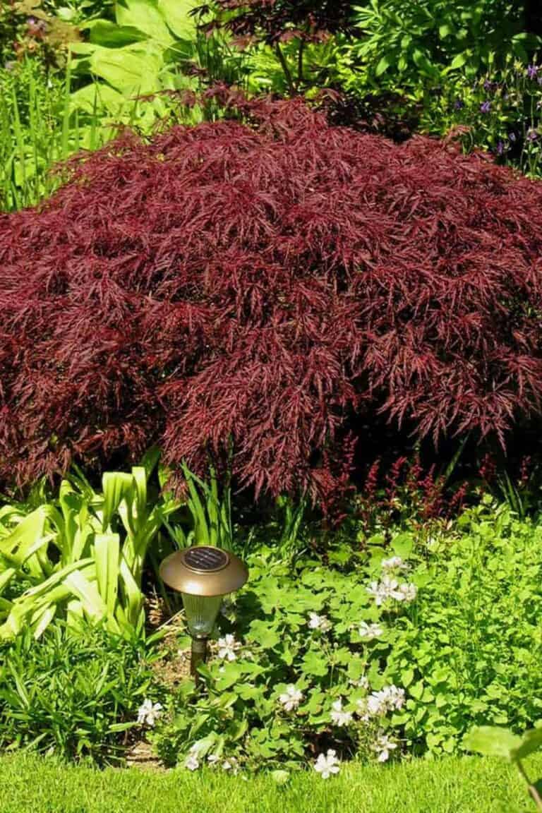 Beautify Your Garden with the Perfect Weeping Japanese Maple
