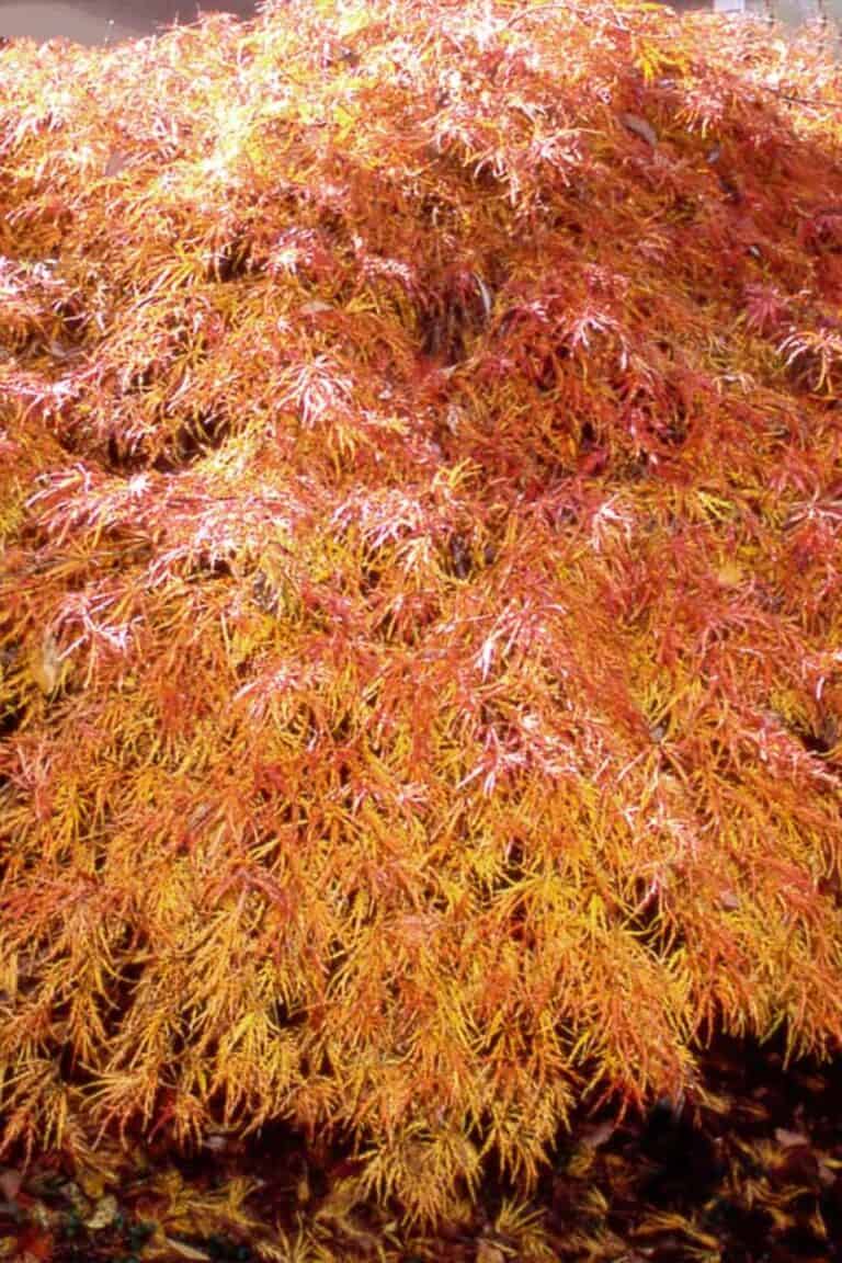 Beautify Your Garden with the Perfect Weeping Japanese Maple