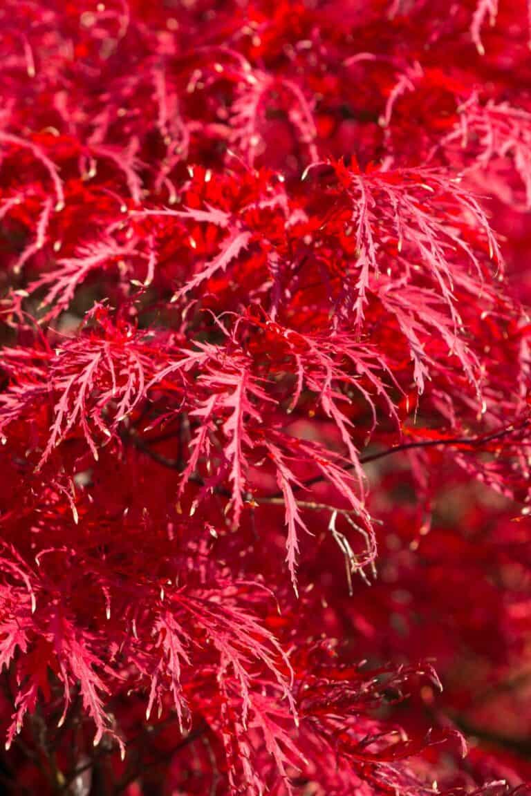 Beautify Your Garden with the Perfect Weeping Japanese Maple