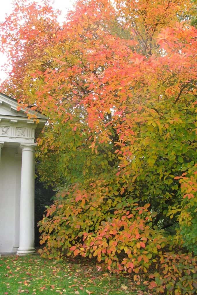 13 Best Drought Tolerant Trees (Sorted By USDA Zones)