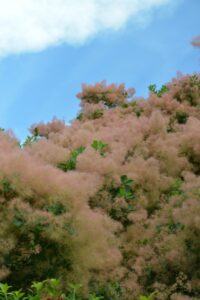 13 Best Drought Tolerant Trees (Sorted By USDA Zones)