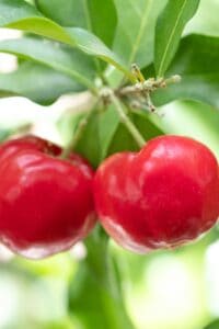 9 Fastest Growing Cherry Trees That Bear Fruit Quickly (1st Year)