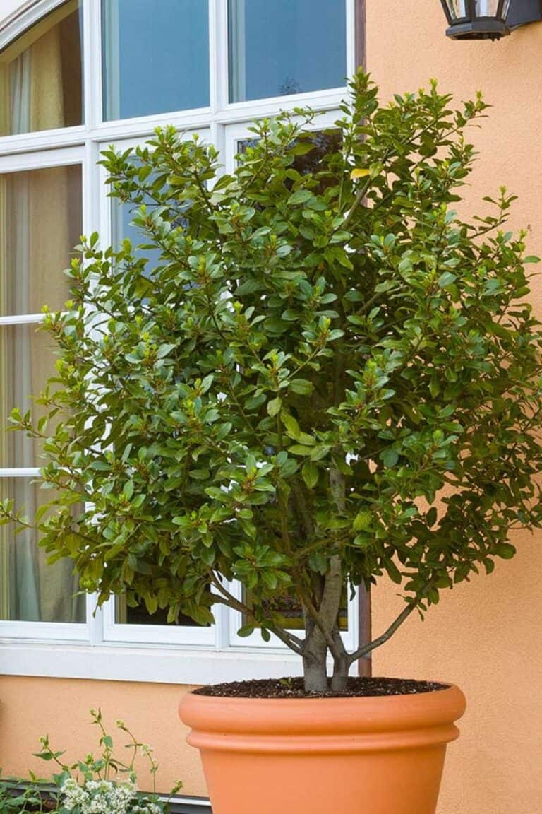 9 Stunning Large Indoor Trees to Enhance Your Home's Ambiance